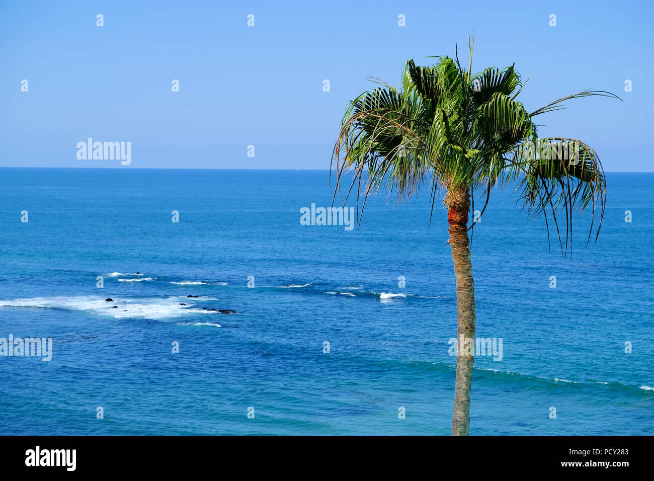 View of the Pacific Ocean and a single palm tree in Rosarito, Baja ...