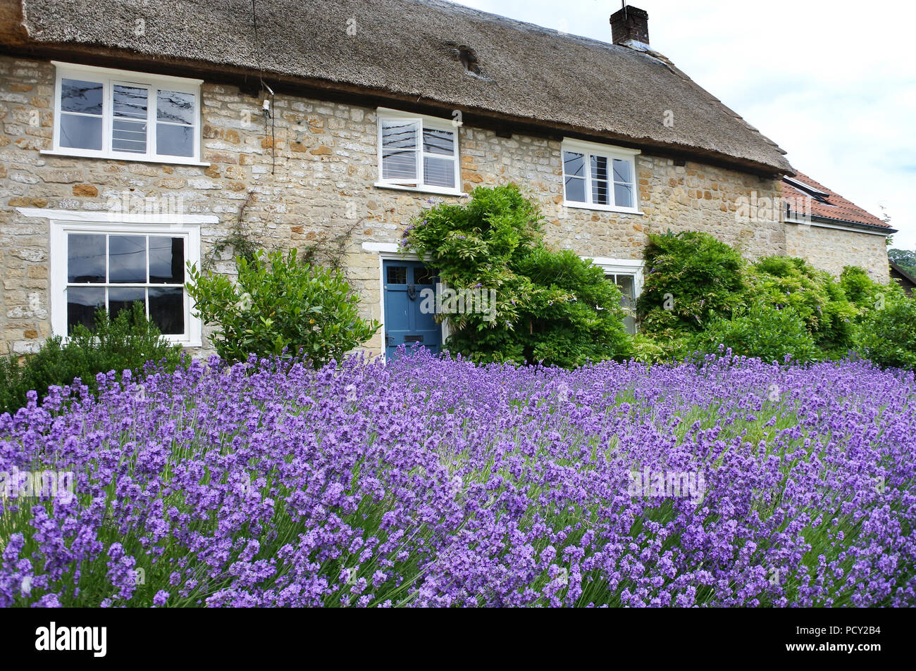 Real Lavender Lavandula Angustifolia High Resolution Stock Photography ...