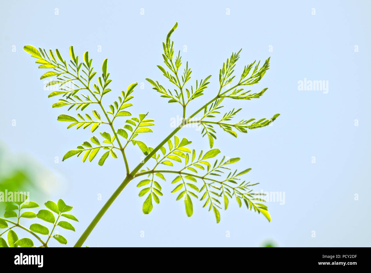 Moringa tree hi-res stock photography and images - Alamy