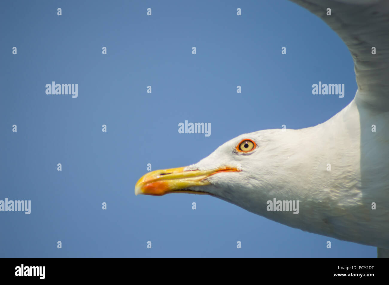 Seagul in flight hi-res stock photography and images - Alamy