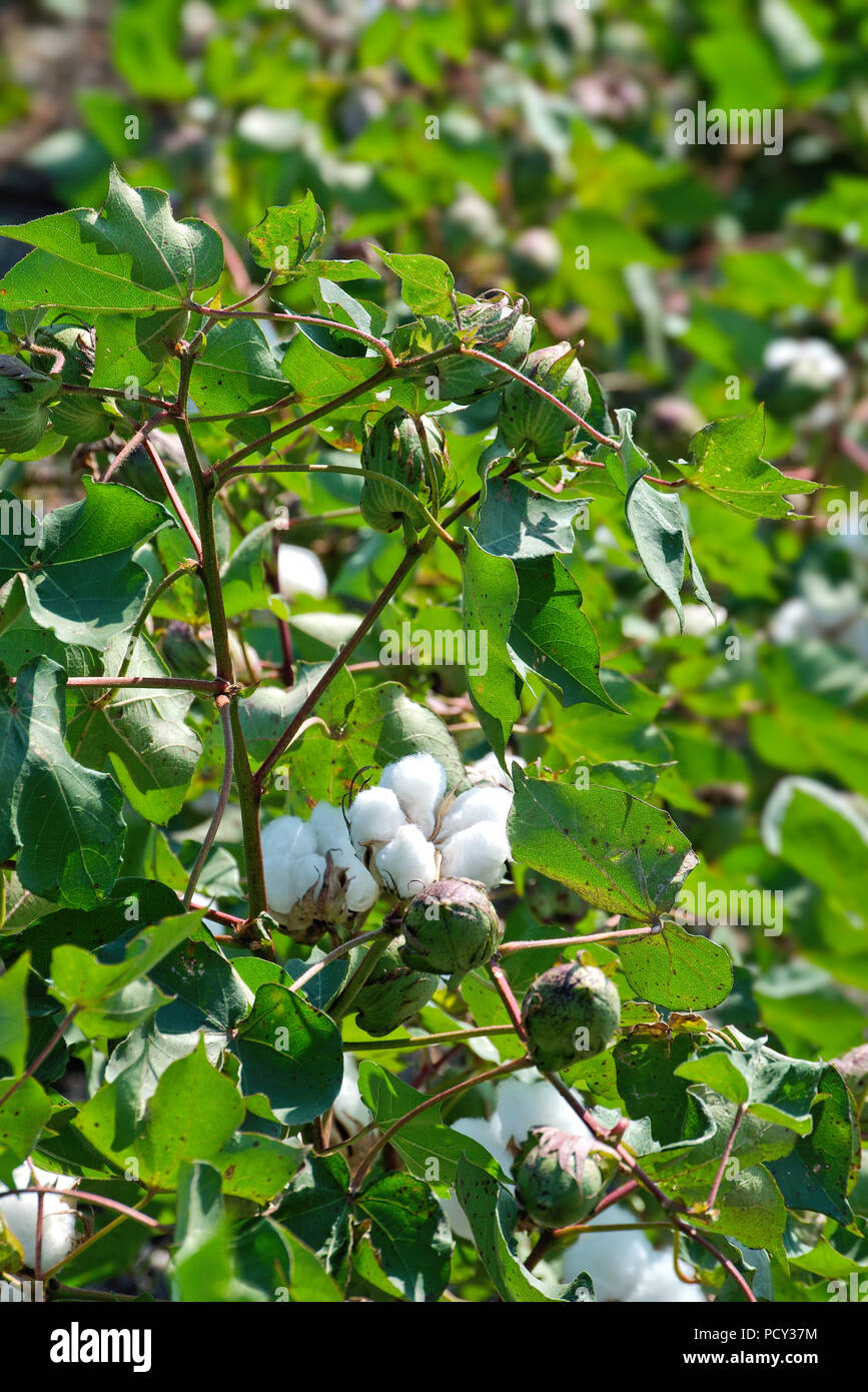 Cotton plants hi-res stock photography and images - Alamy