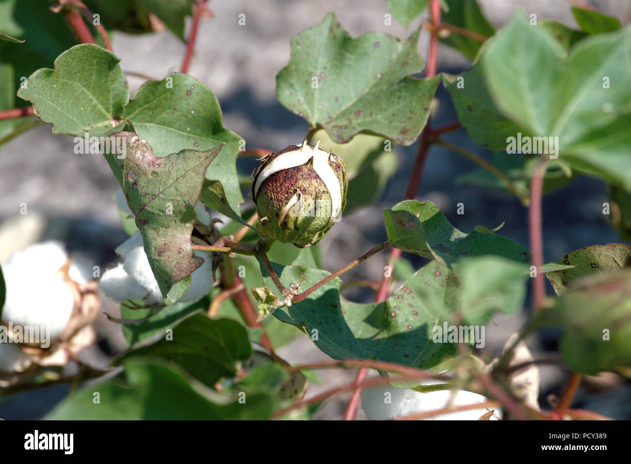 Cotton plants growing in a field or farm Stock Photo - Alamy