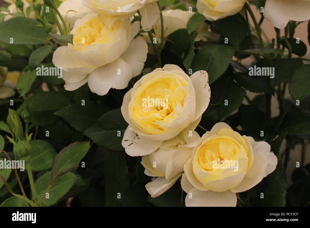Vanessa bell rose hi-res stock photography and images - Alamy