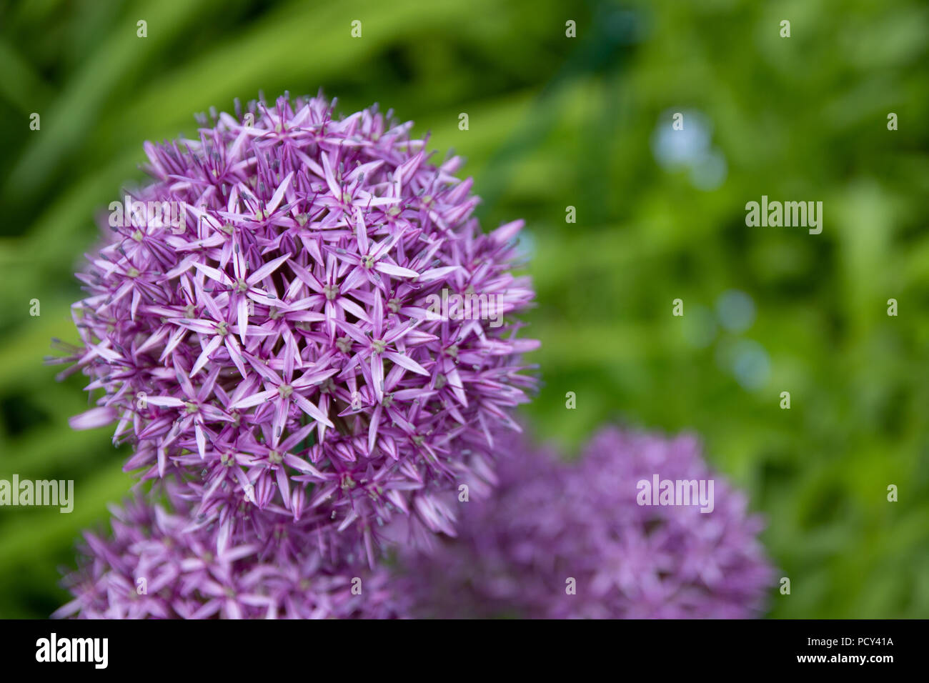 Flowers at the Botanical Gardens in Inverness Stock Photo - Alamy