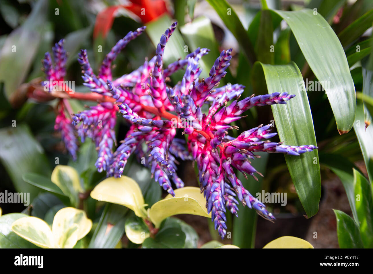 Flowers at the Botanical Gardens in Inverness Stock Photo - Alamy
