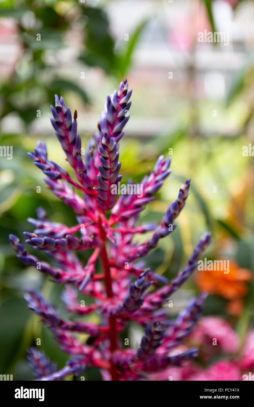 Flowers at the Botanical Gardens in Inverness Stock Photo - Alamy