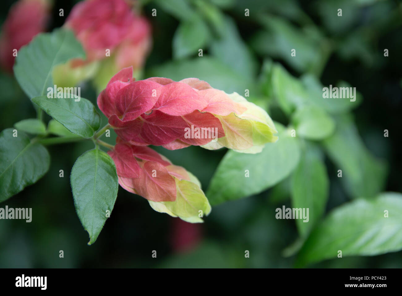 Inverness botanical gardens hi-res stock photography and images - Alamy