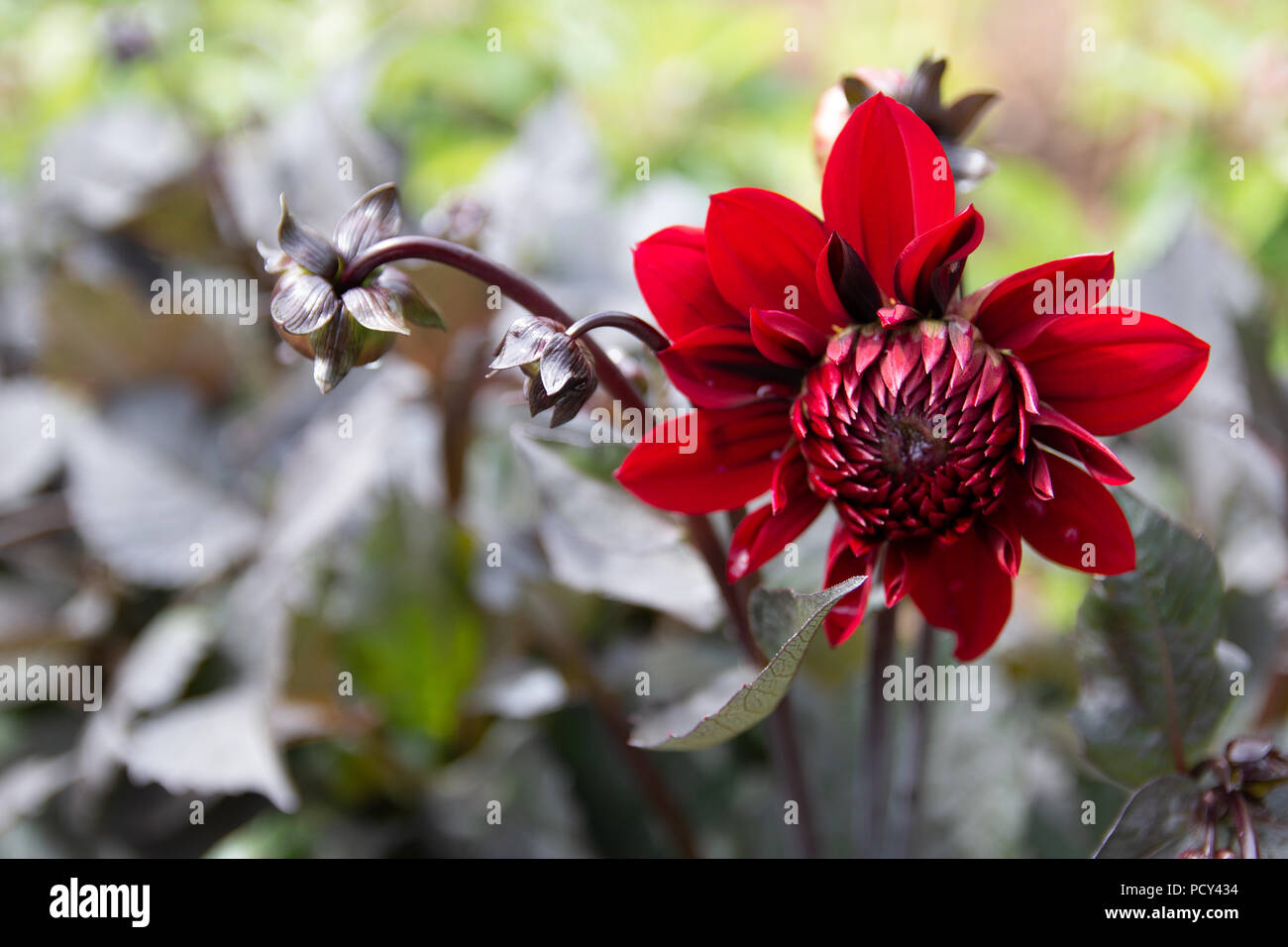 Flowers at the Botanical Gardens in Inverness Stock Photo - Alamy