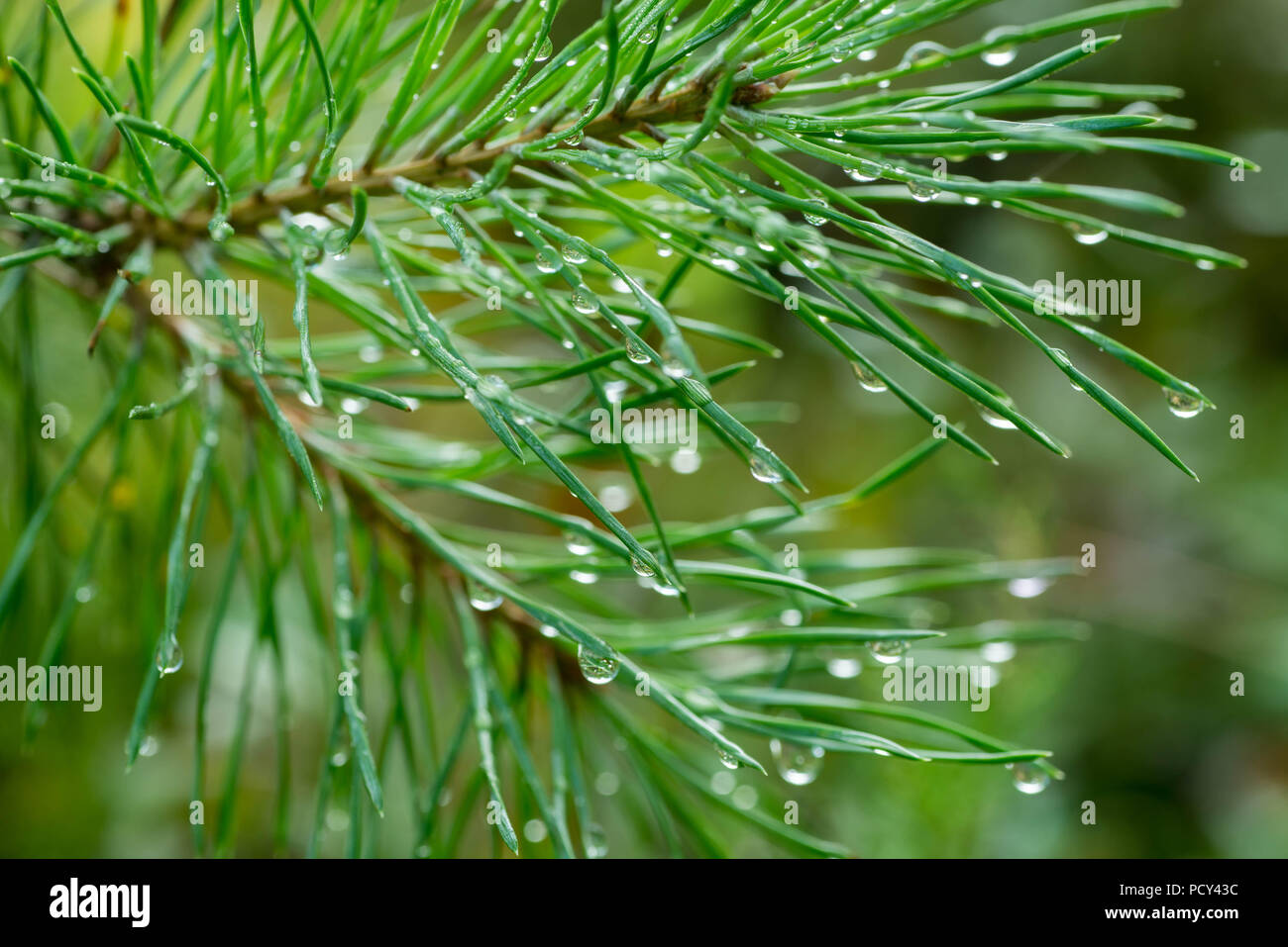 Rain on pine tree hi-res stock photography and images - Alamy