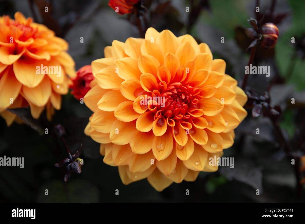 Flowers at the Botanical Gardens in Inverness Stock Photo - Alamy