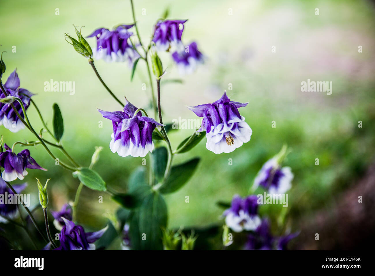 Flowers at the Botanical Gardens in Inverness Stock Photo - Alamy