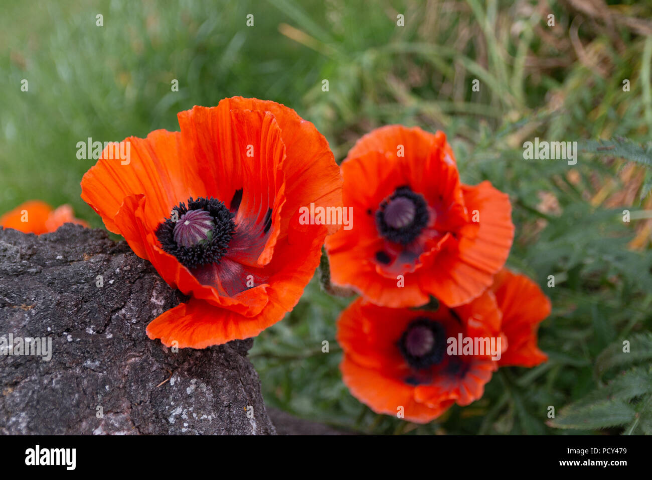 Inverness botanical gardens hi-res stock photography and images - Alamy