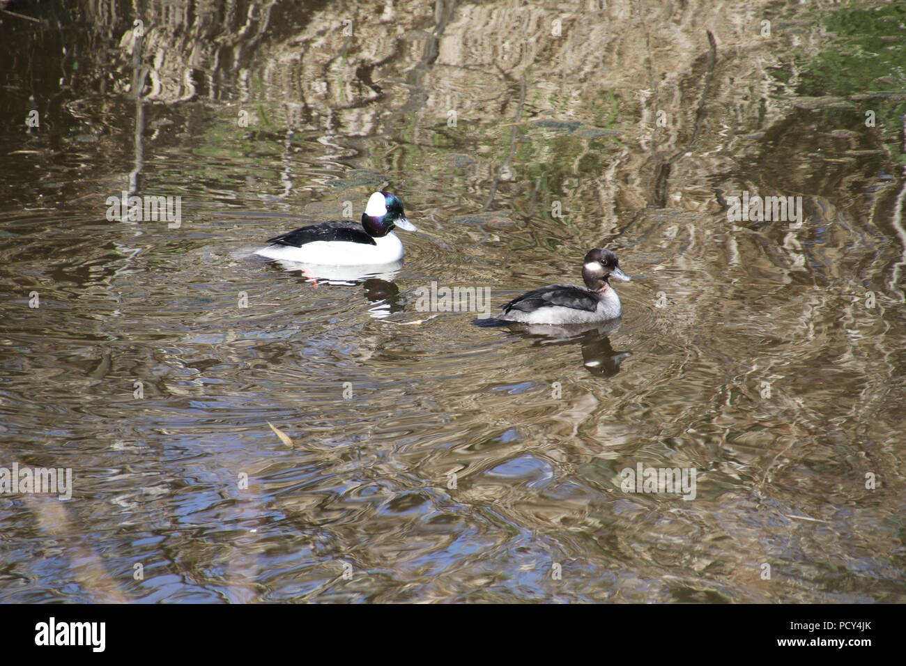Two bufflehead ducks swimming in a stream on a sunny day Stock Photo ...