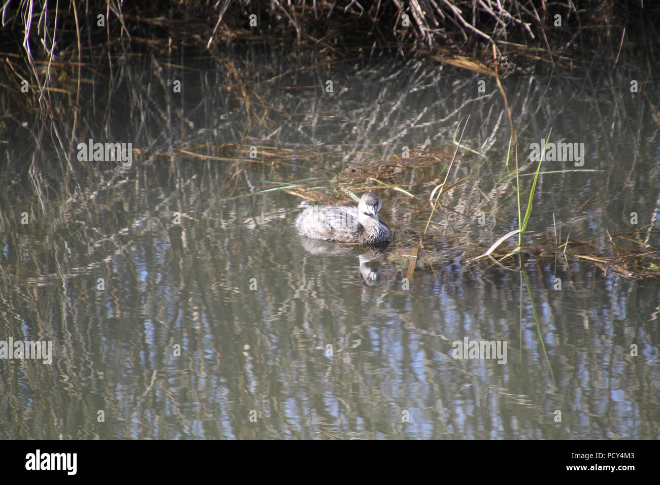 Pied bill Grebe duck swimming in a stream on a sunny day Stock Photo ...