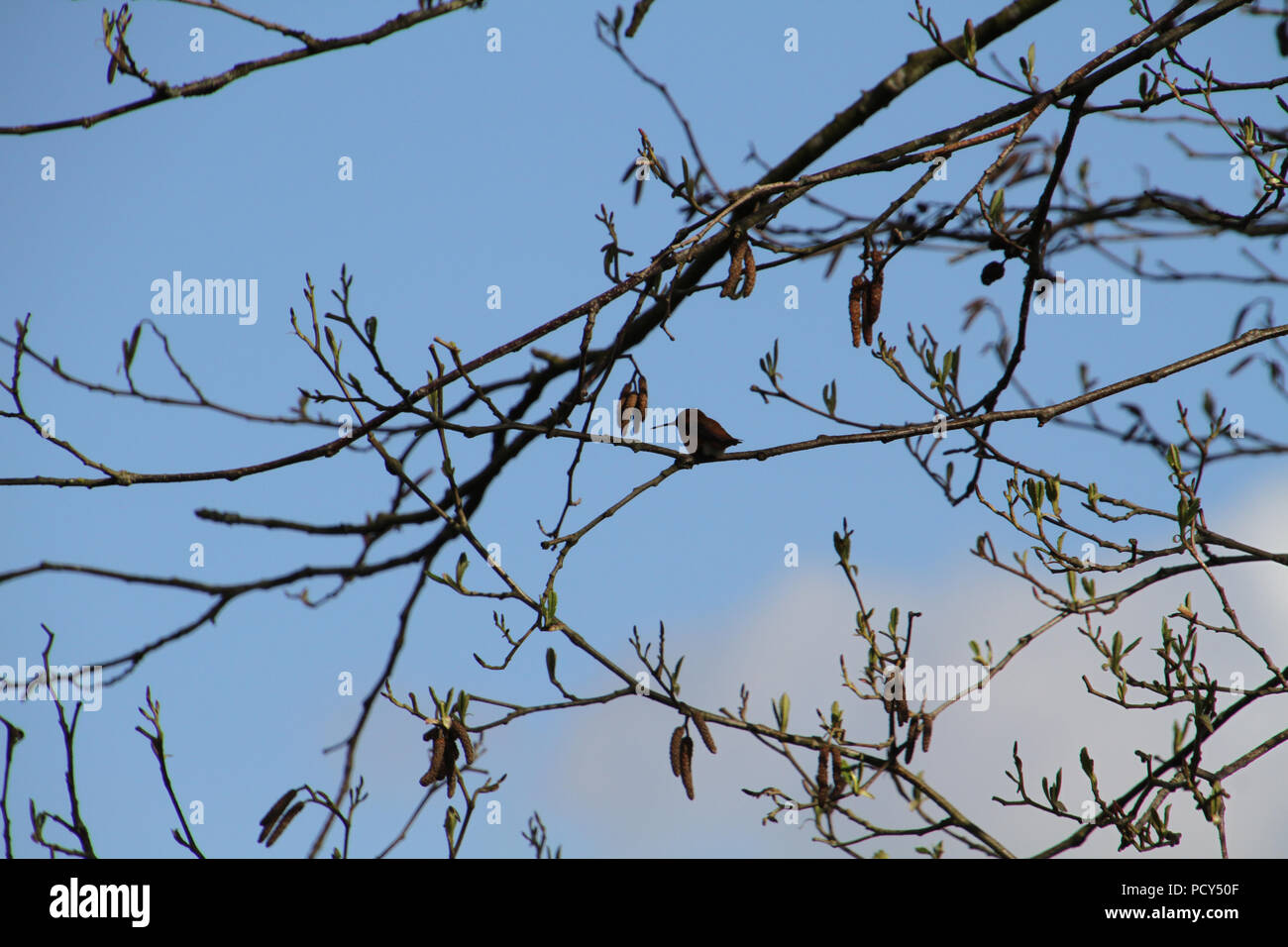 A Rufus hummingbird perched on a branch with blue sky in the background ...