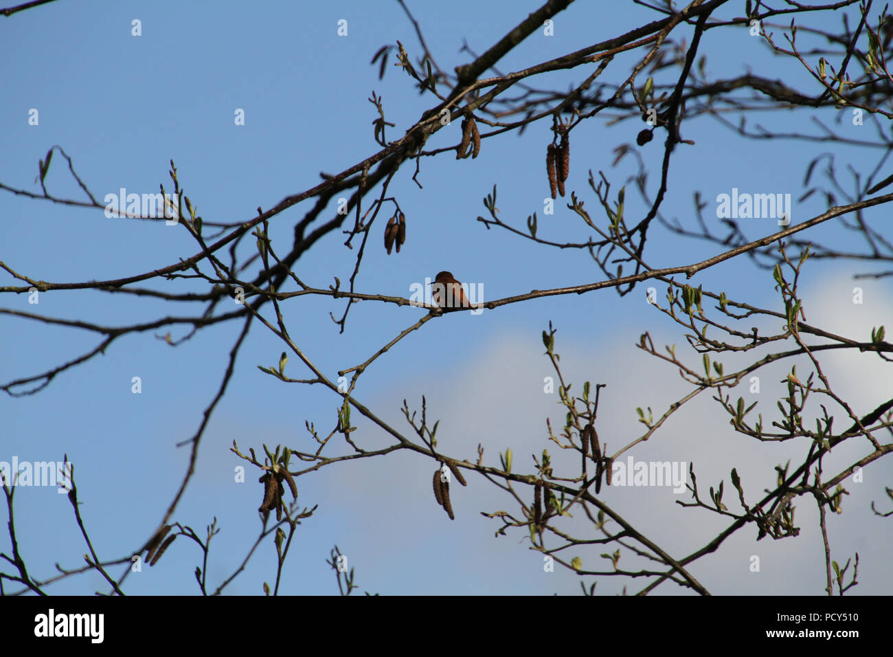 A Rufus hummingbird perched on a branch with blue sky in the background ...
