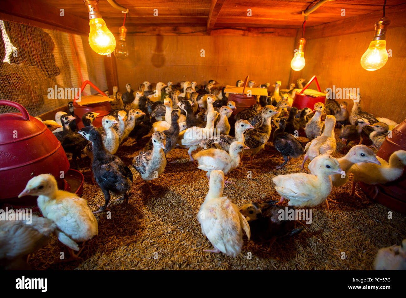 New born Baby turkeys are hatched in large incubators at savar, Dhaka ...