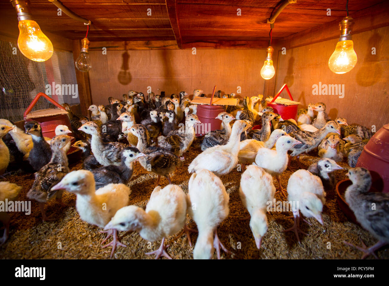 Bourbon red turkey poult hi-res stock photography and images - Alamy
