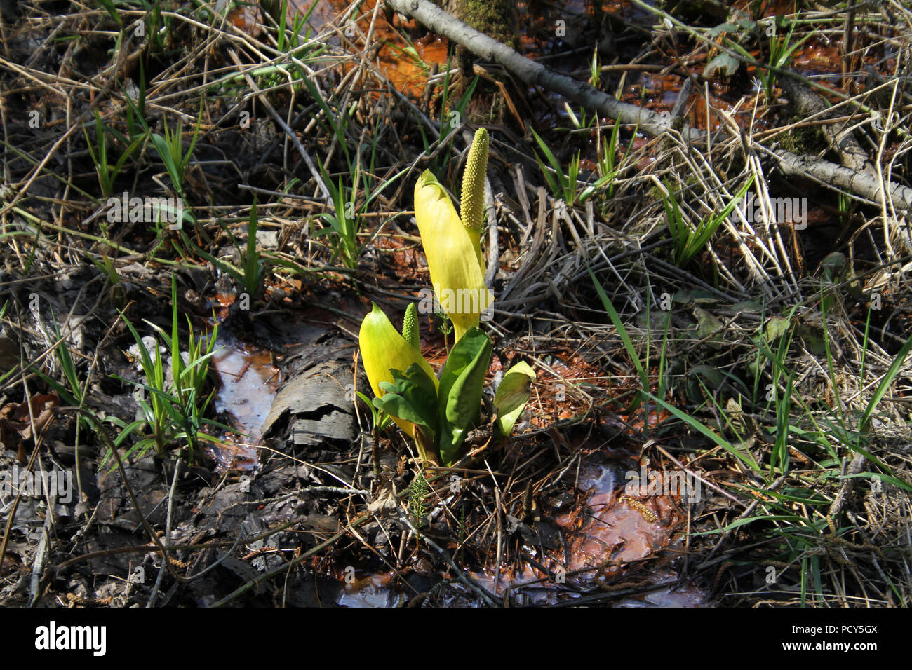 A skunk cabbage growing in a muddy section below a trail Stock Photo ...