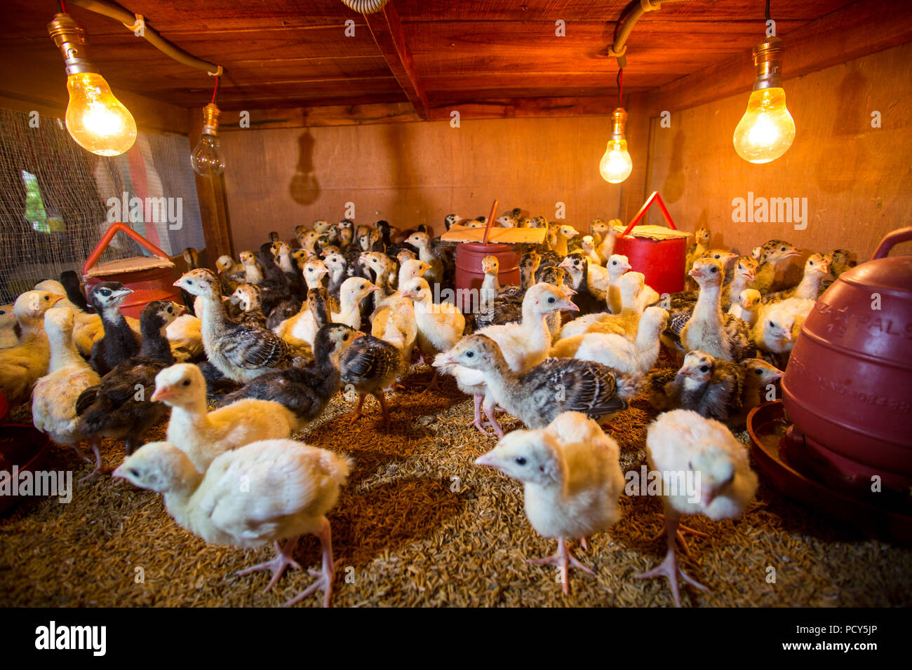 Royal palm turkey hen hi-res stock photography and images - Alamy