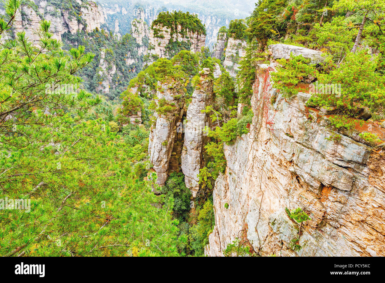 Colorful cliffs in Zhangjiajie Forest Park at sunset. China Stock Photo ...