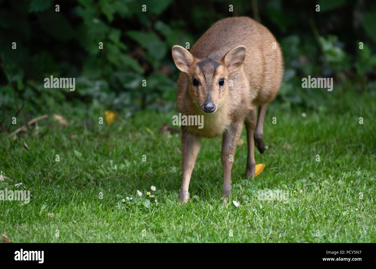 Muntjac hi-res stock photography and images - Alamy