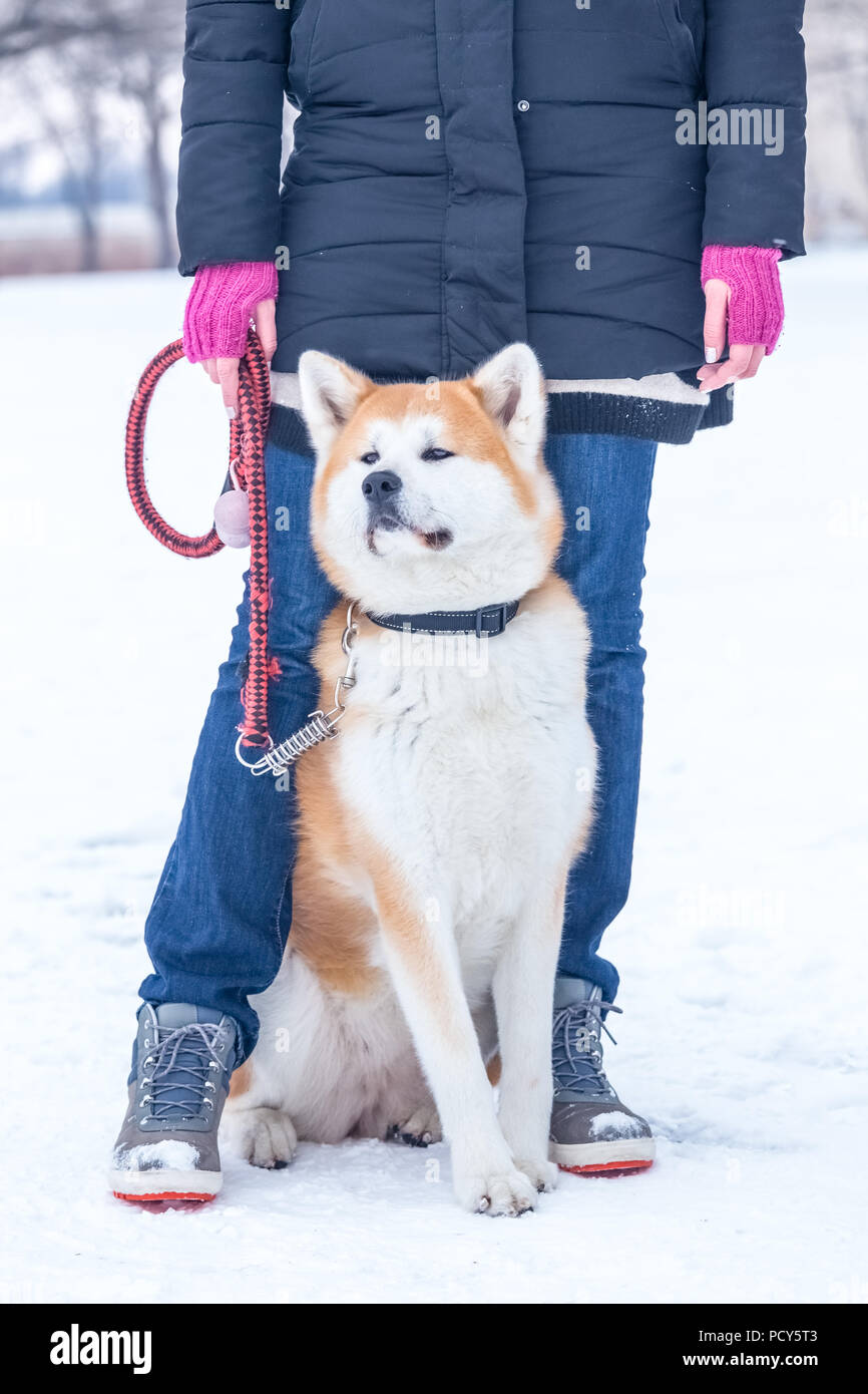 Portrait of japanese akita dog with female owner on snowy day Stock ...