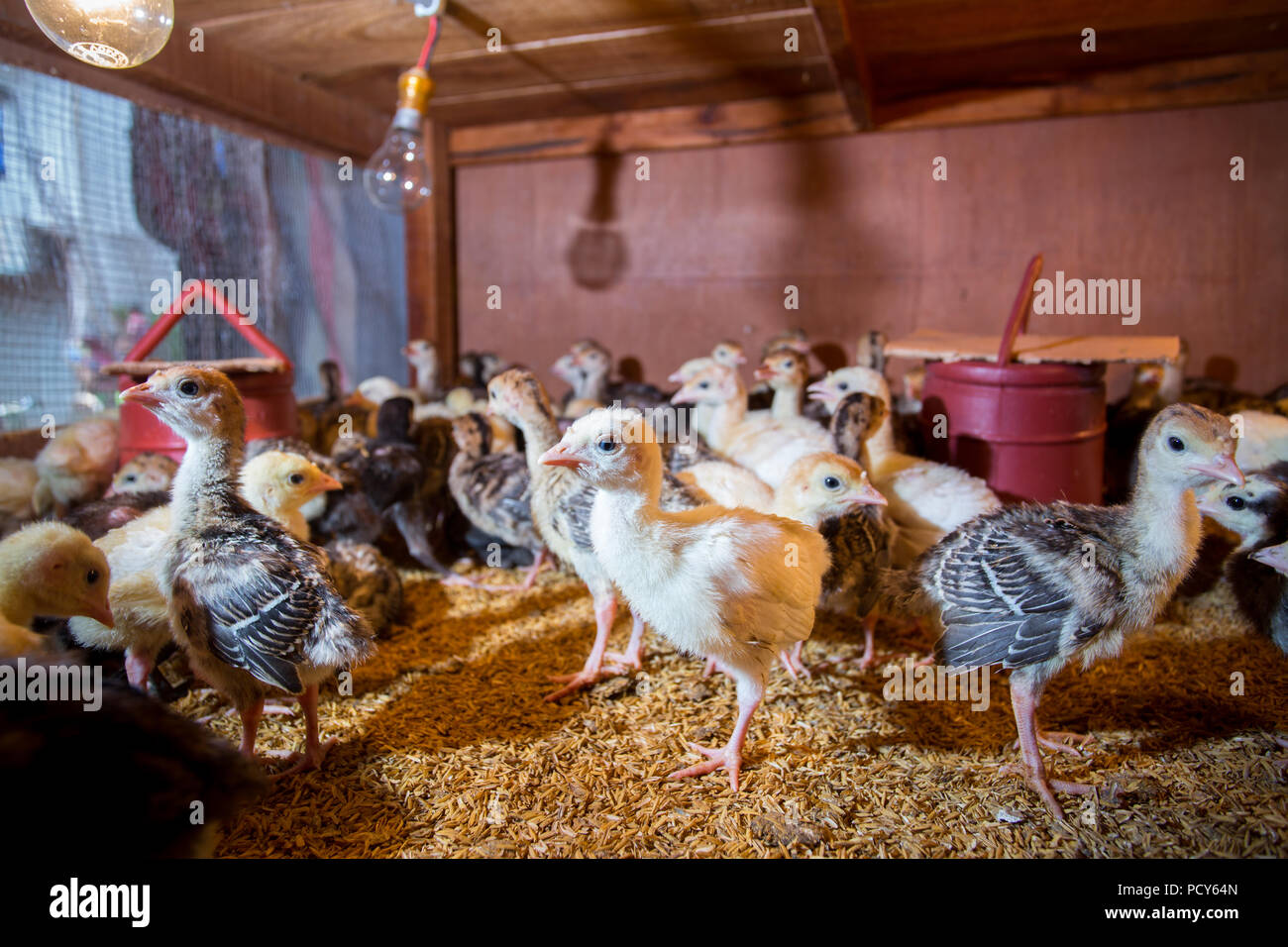 Narragansett turkey chick hi-res stock photography and images - Alamy