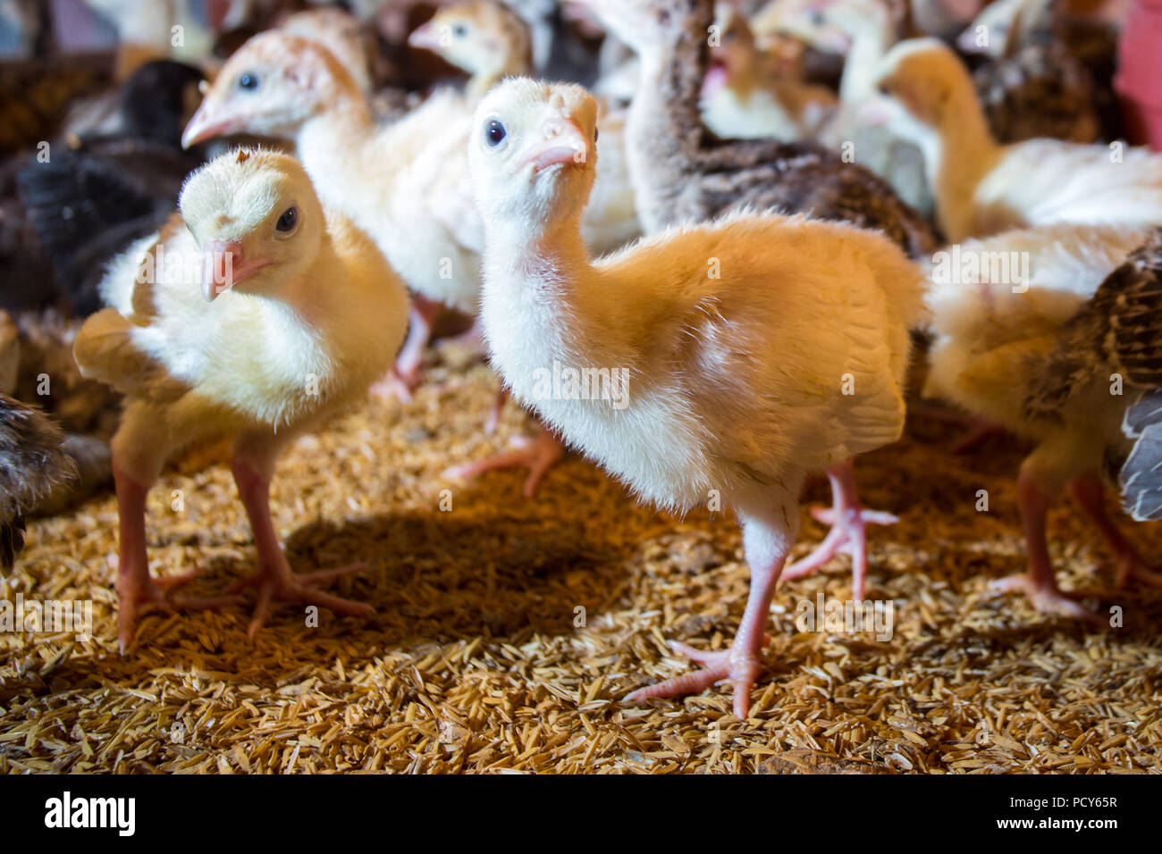 Beltsville White Turkeys Chicks