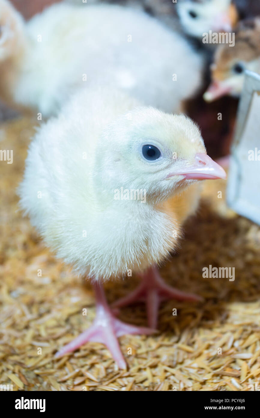 New born Baby turkeys are hatched in large incubators at savar, Dhaka ...