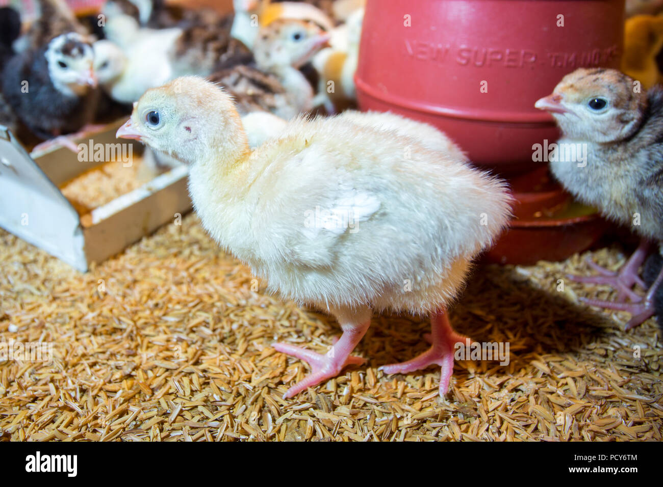 New born Baby turkeys are hatched in large incubators at savar, Dhaka ...