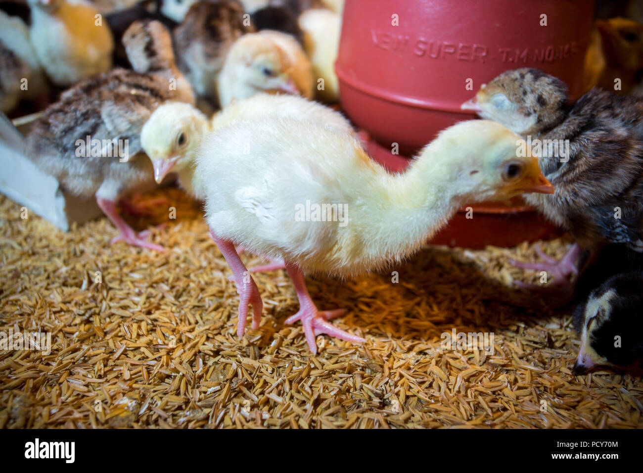 New born Baby turkeys are hatched in large incubators at savar, Dhaka ...