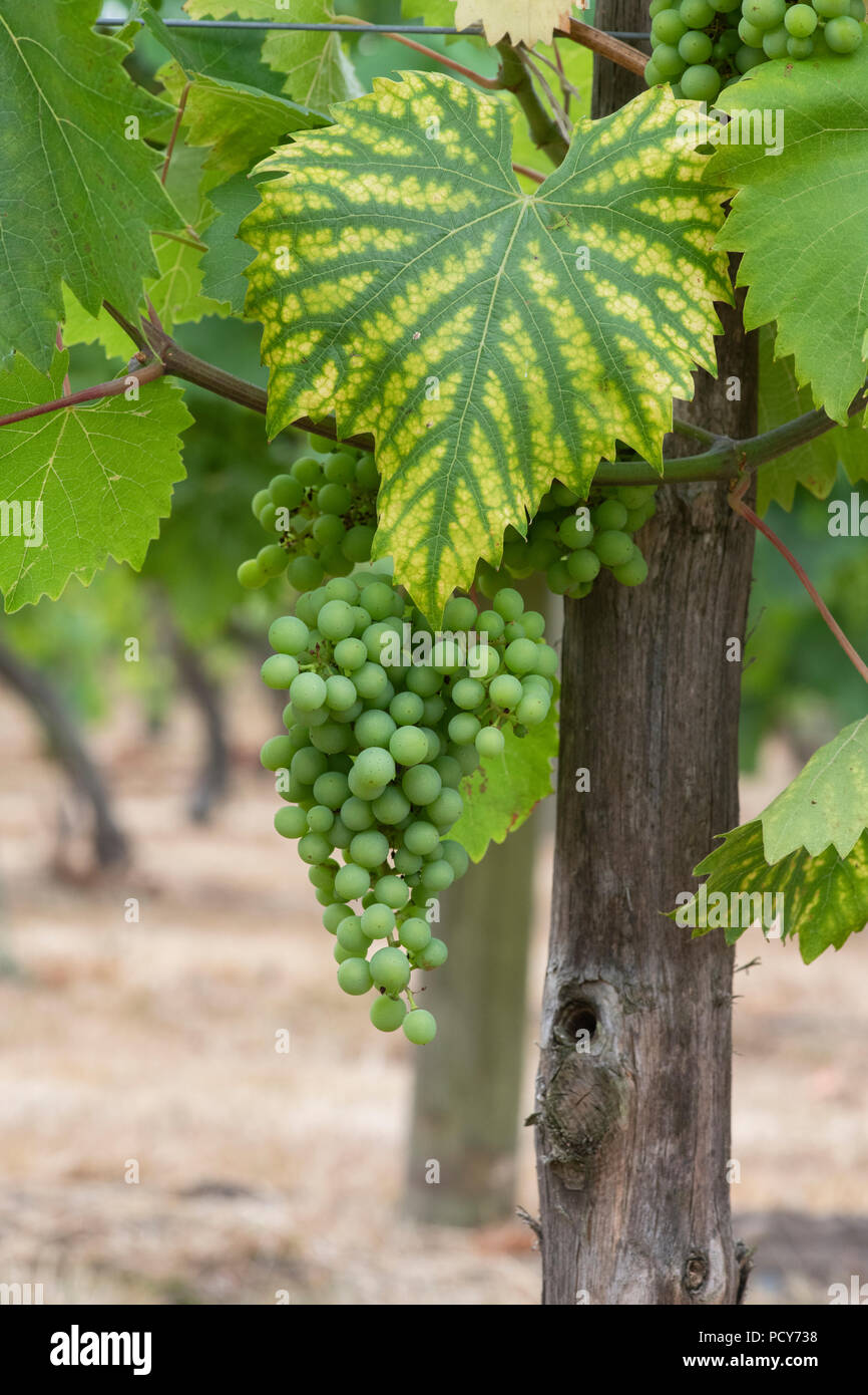 Grape vine uk hi-res stock photography and images - Alamy