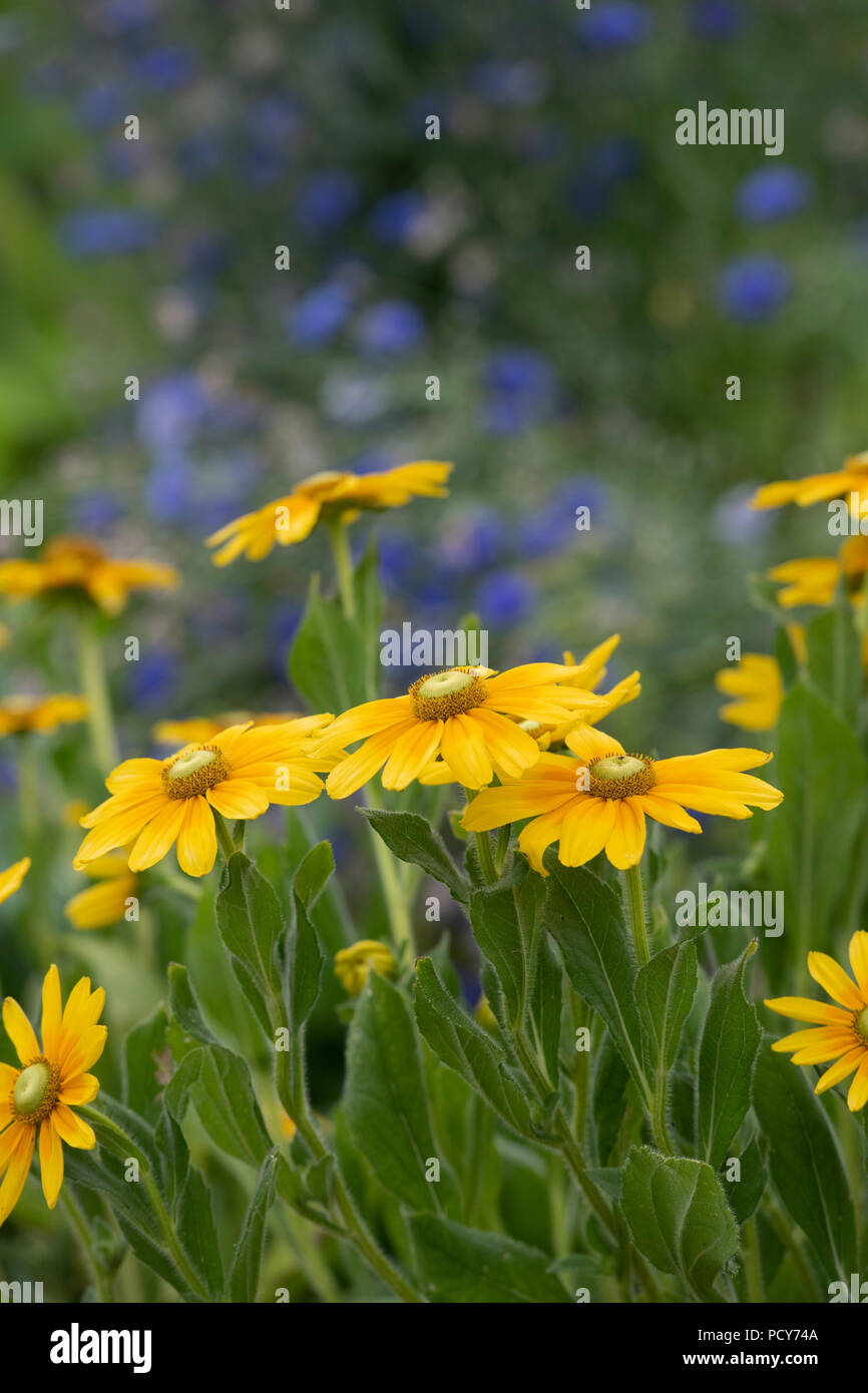 Rudbeckia hirta ‘Prairie sun’. Black-eyed Susan 'Prairie Sun' flowers ...