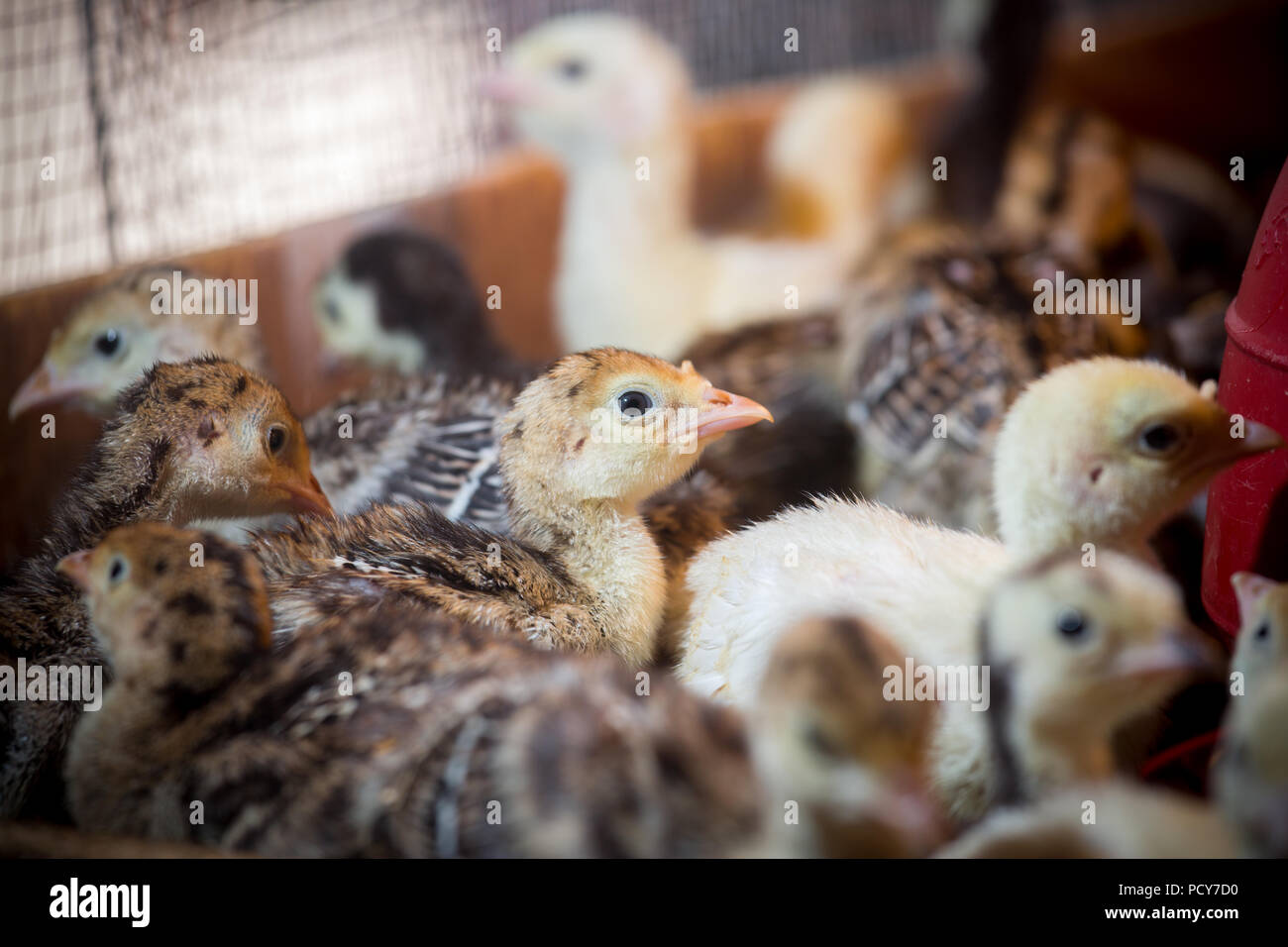 New born Baby turkeys are hatched in large incubators at savar, Dhaka ...