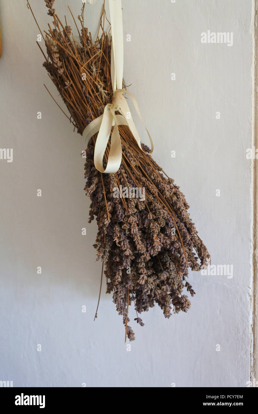 Lavender without flowers hi-res stock photography and images - Alamy