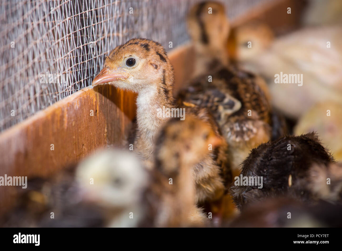 New born Baby turkeys are hatched in large incubators at savar, Dhaka ...