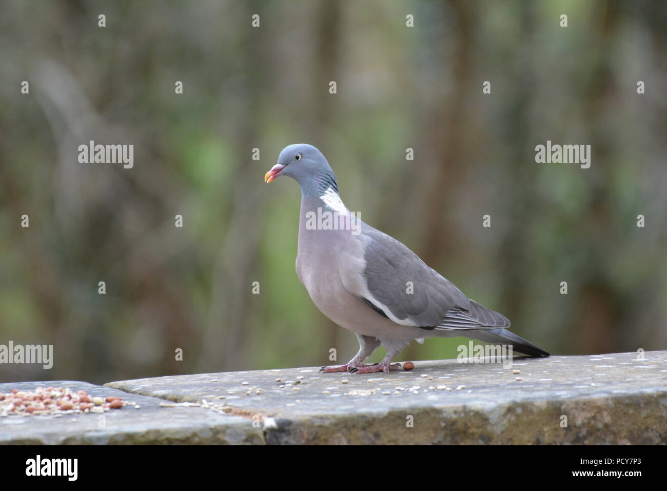 Wood Pigeon, common pigeon, eating food from a wall with bokeh blurred ...