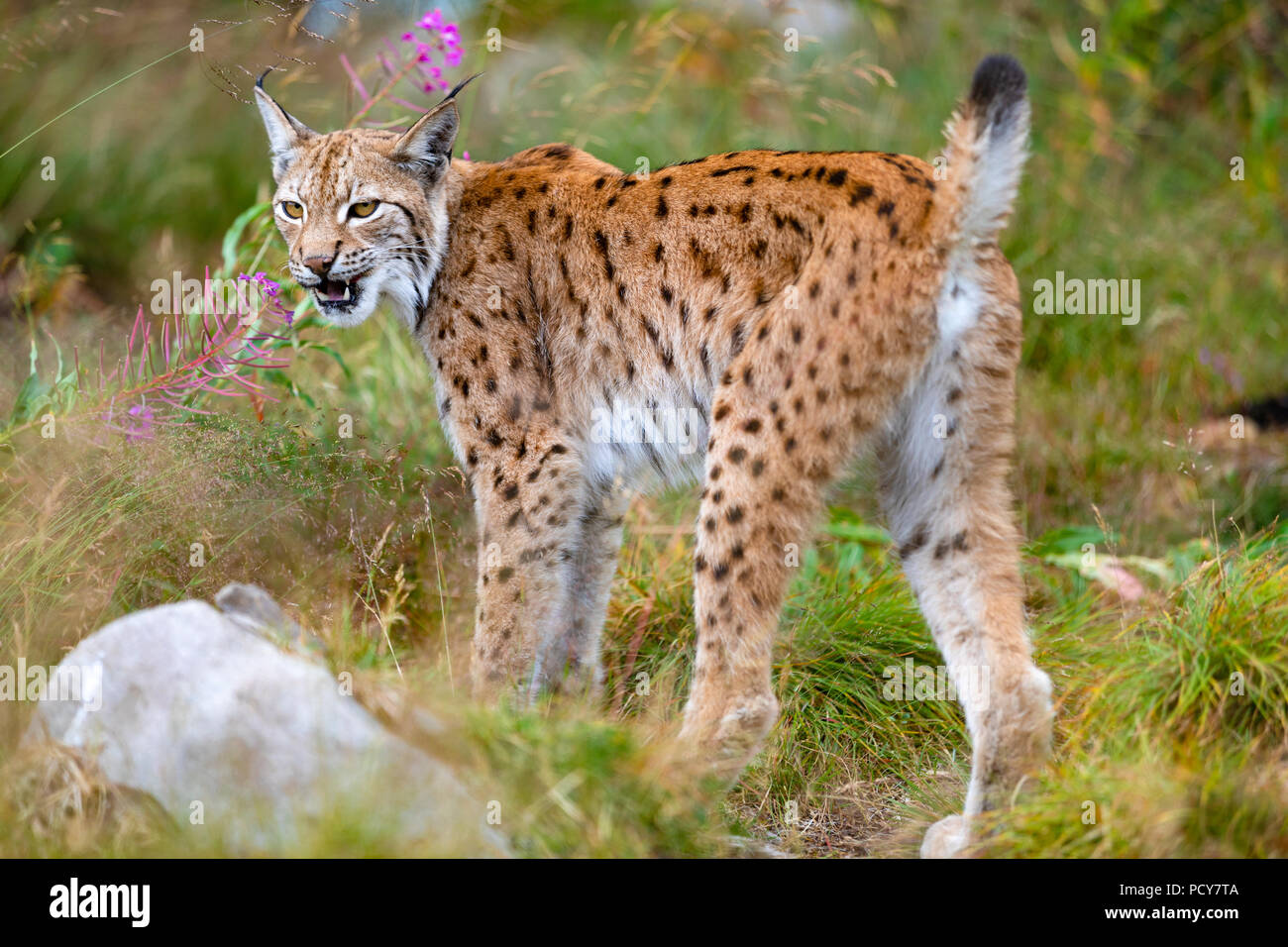 Eurasian lynx showing teeths in forest at summer Stock Photo - Alamy