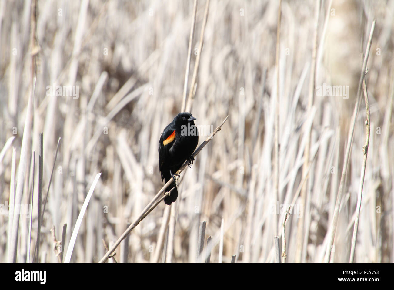 A red winged blackbird sitting on an old bulrush in the middle of a ...