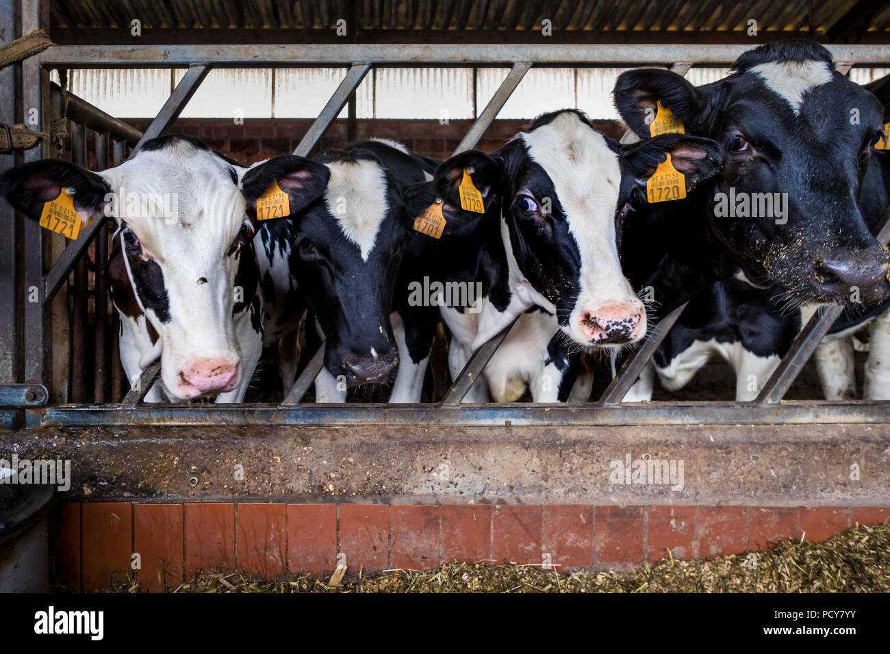 Row Black White Holstein Cows High Resolution Stock Photography and ...