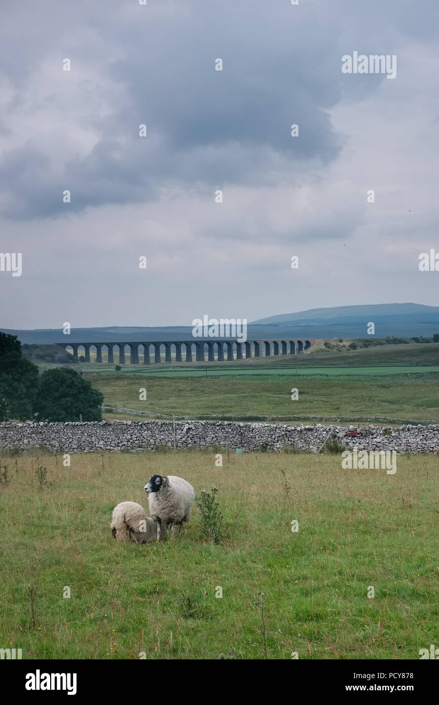 Two sheep and famous Ribblehead Viaduct in the Yorkshire Dales Stock ...