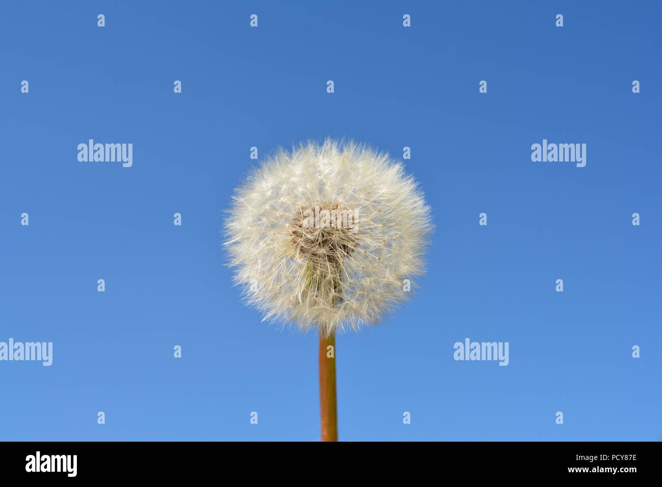 Dandelion head, seed clock, dandelion clock with a clear blue sky ...