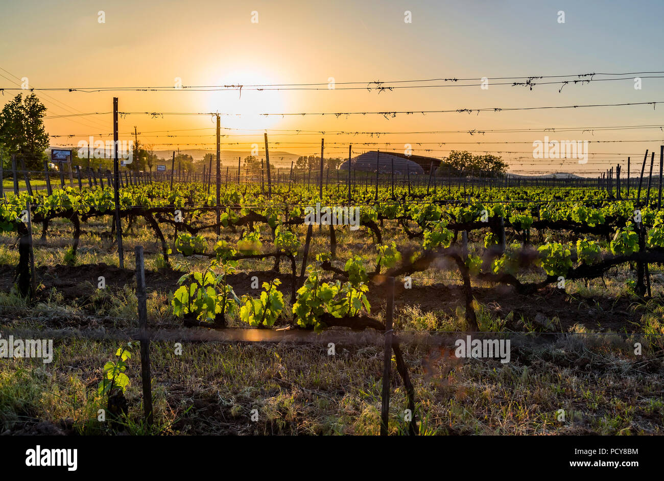 Field in wine region hi-res stock photography and images - Alamy
