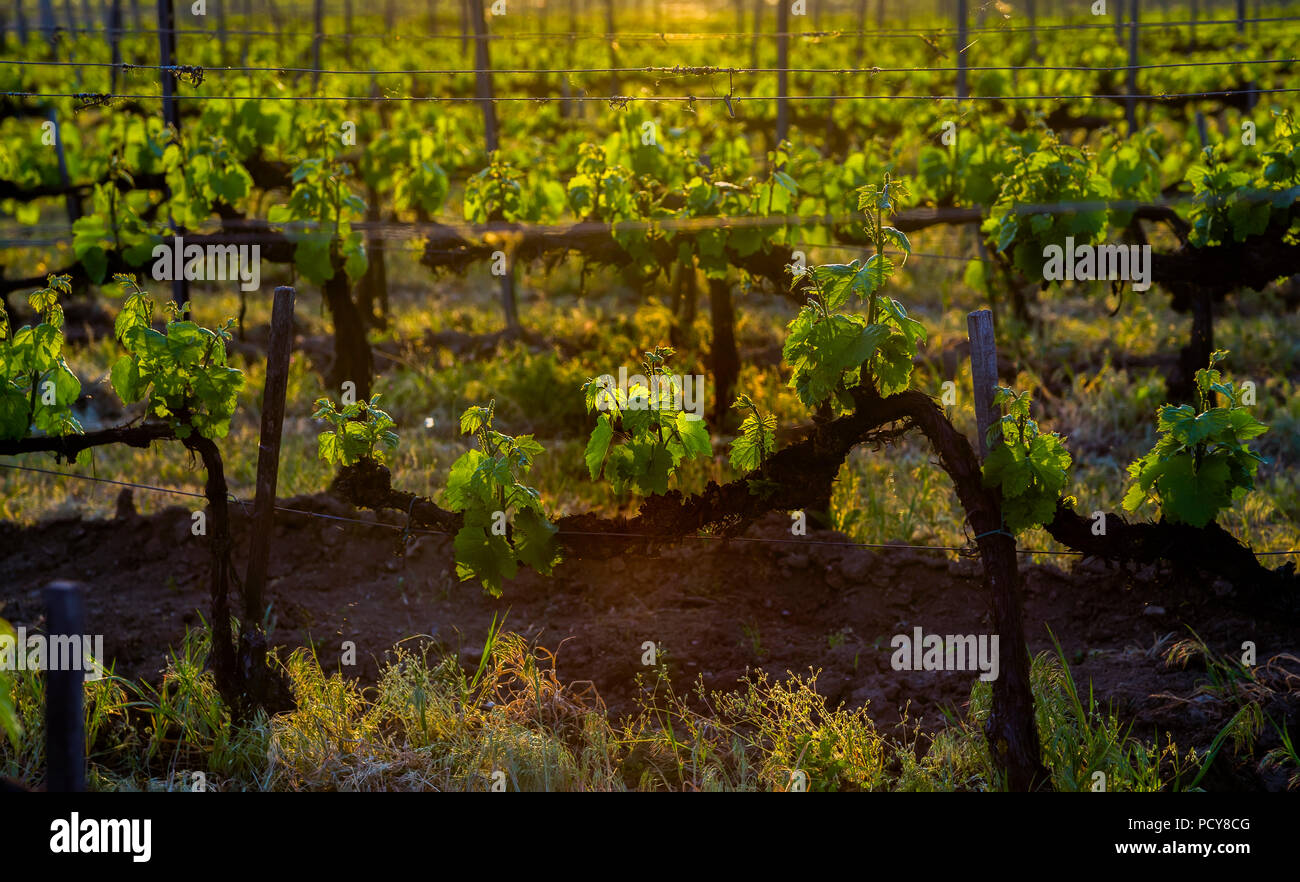 Tokaj wine region hi-res stock photography and images - Alamy