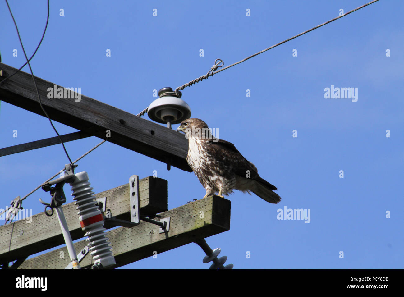 A red tailed hawk perched on top of a power pole on a clear sunny day ...