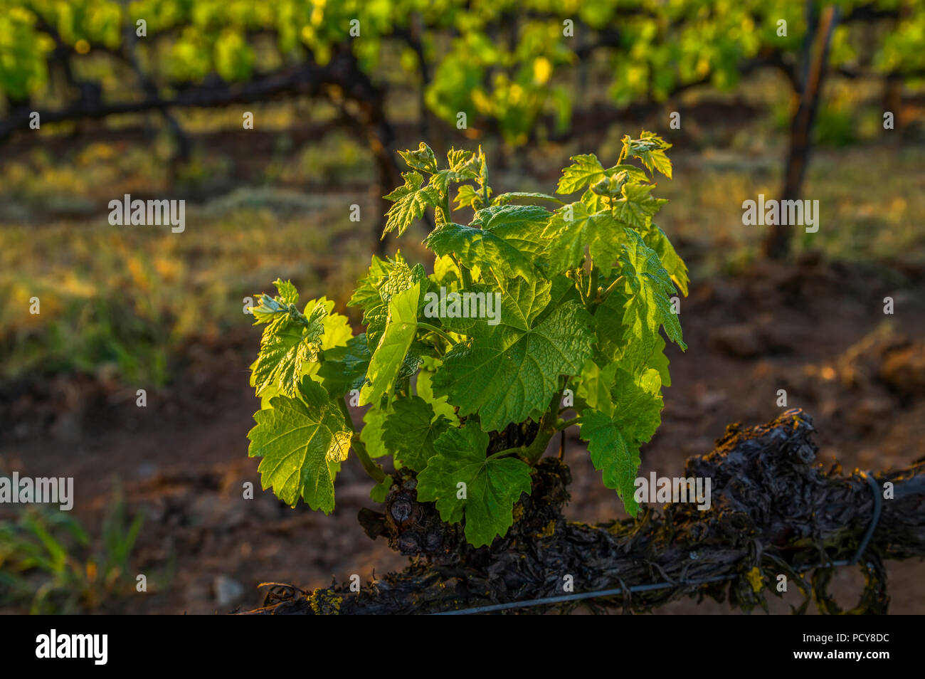 The famous Hungarian Tokaj wine region, in the spring sunset Stock ...