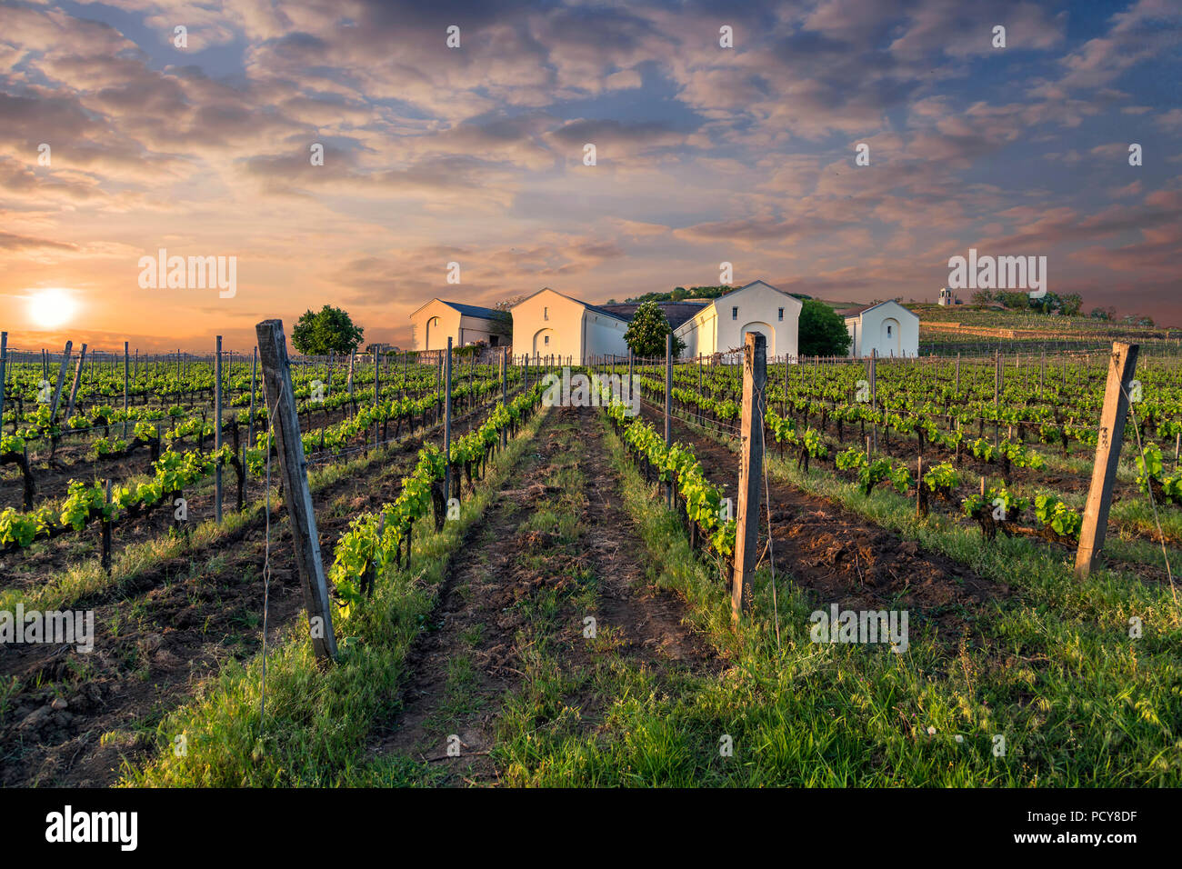 Field in wine region hi-res stock photography and images - Alamy