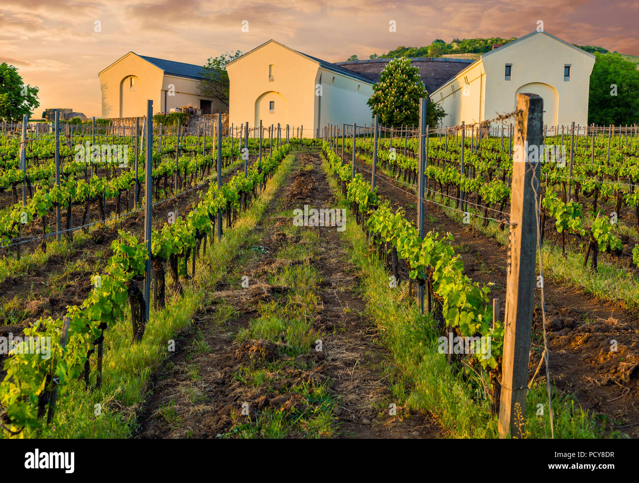 The famous Hungarian Tokaj wine region, in the spring sunset Stock ...