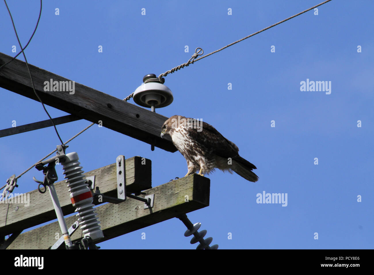 A red tailed hawk perched on top of a power pole on a clear sunny day ...